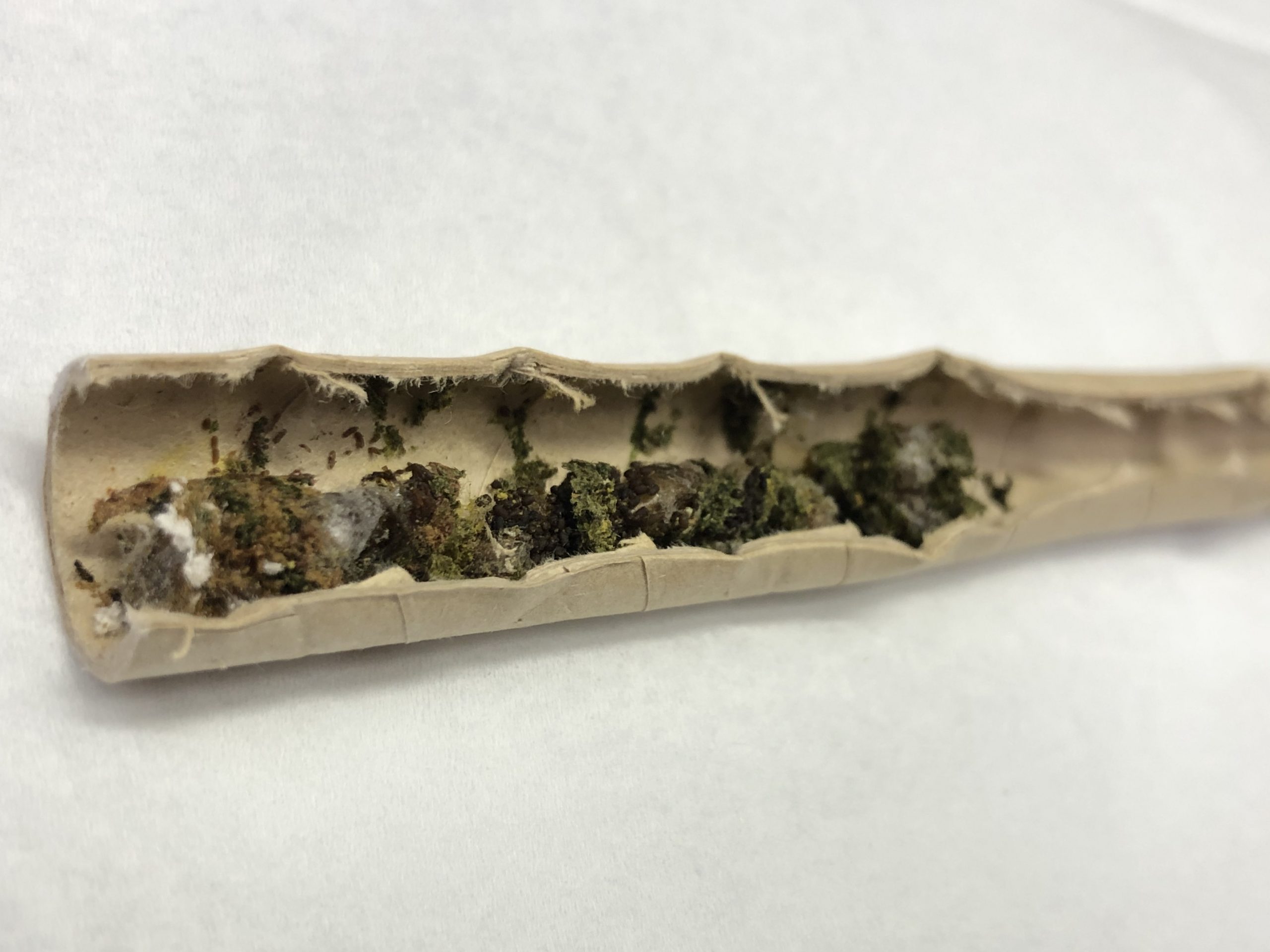 Empty Nests – Bees @ Schools