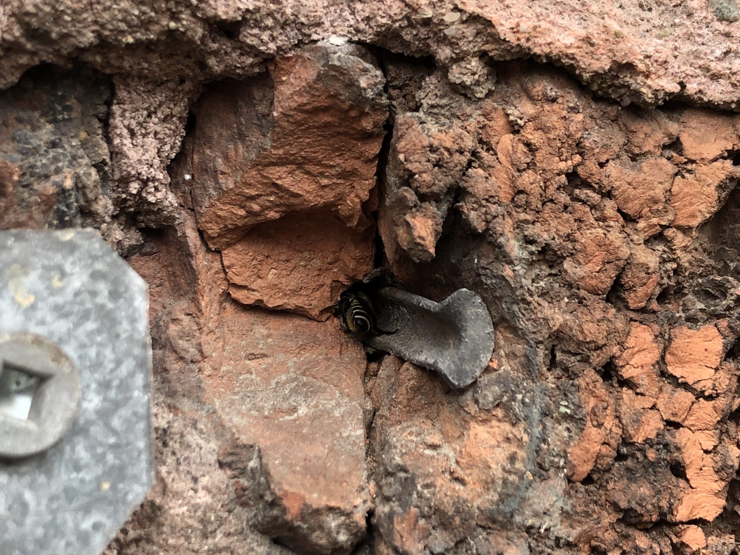 Empty Nests – Bees @ Schools