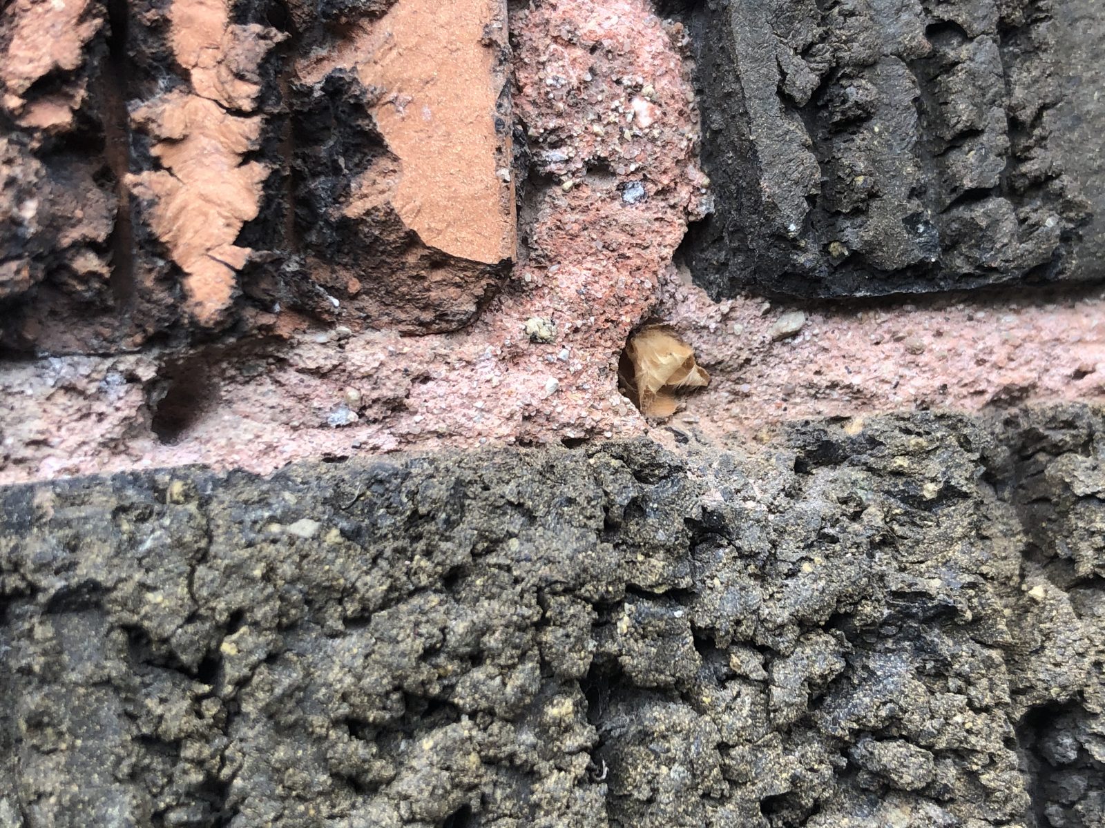 Empty Nests – Bees @ Schools